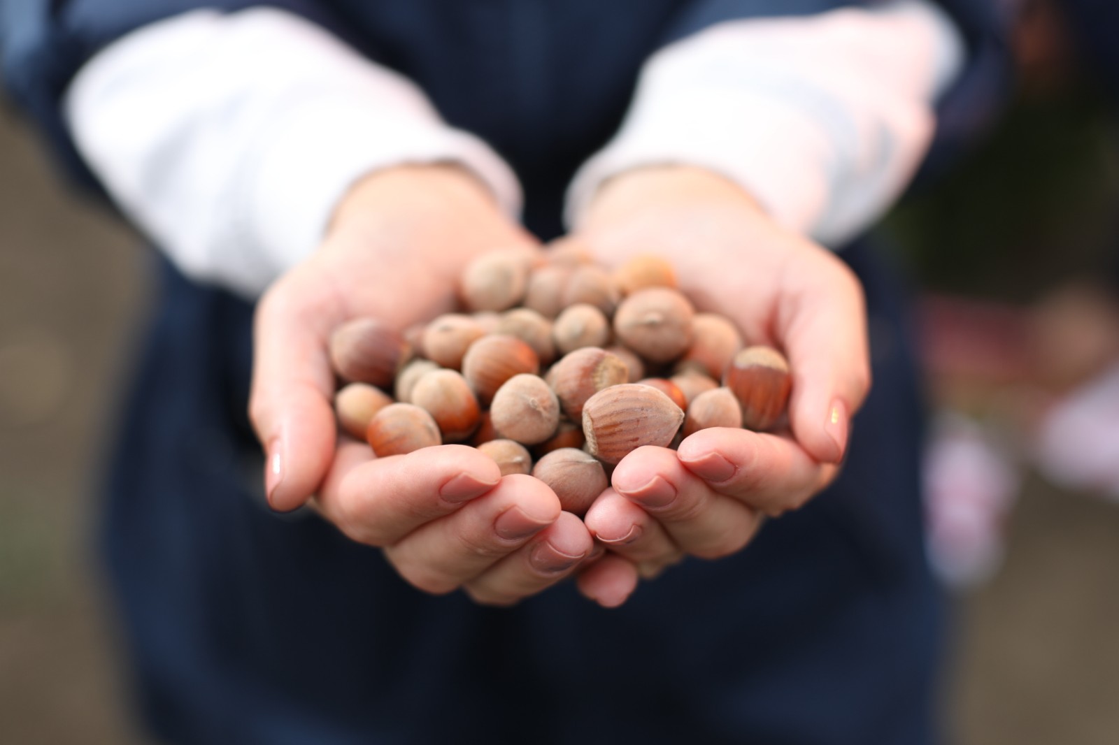 PLANTAȚIA DE ALUNI ECO, O INVESTIȚIE PROFITABILĂ