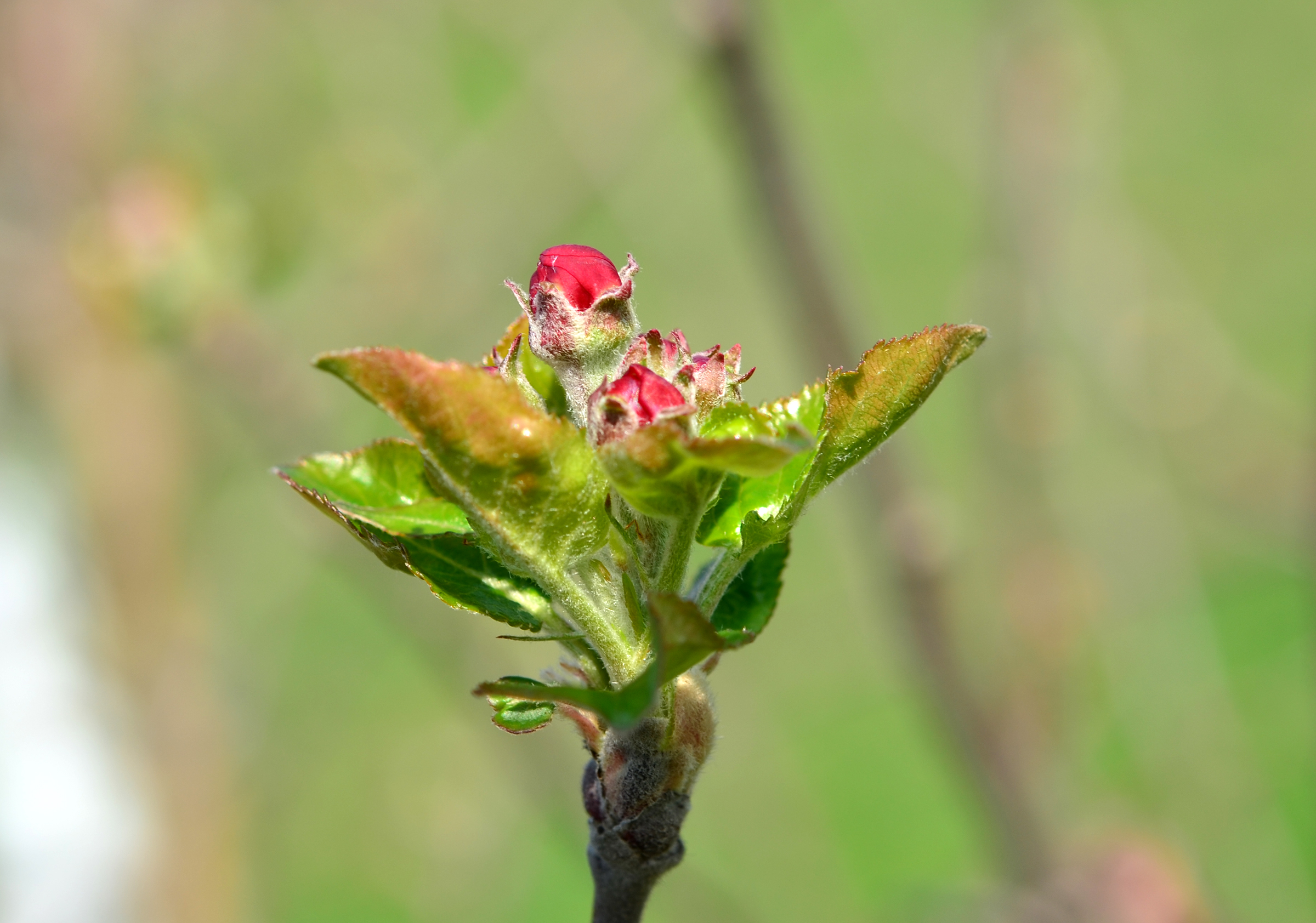 CULTURA MĂRULUI ȘI BOLILE CELE MAI FRECVENTE