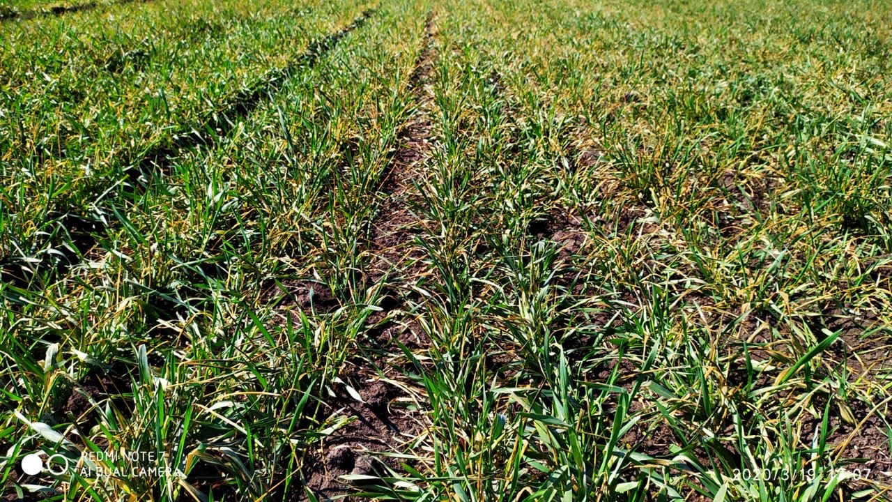 STAREA CULTURILOR AGRICOLE ÎN ACEASTĂ PERIOADĂ: Ce spun fermierii din ...