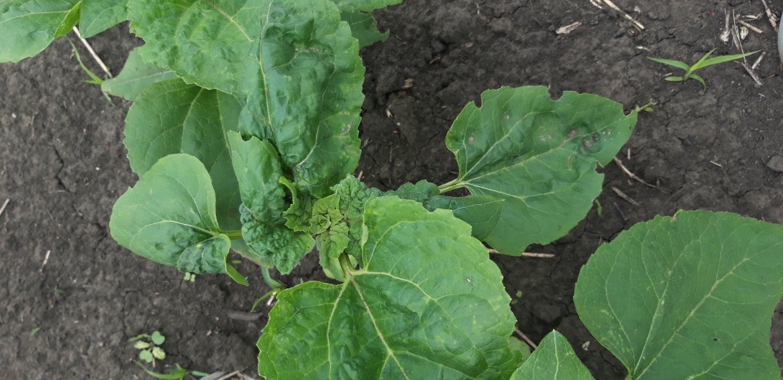 AFIDELE ATACĂ PLANTAȚIILE DIN ȚARĂ. Vezi câteva remedii simple pentru ...