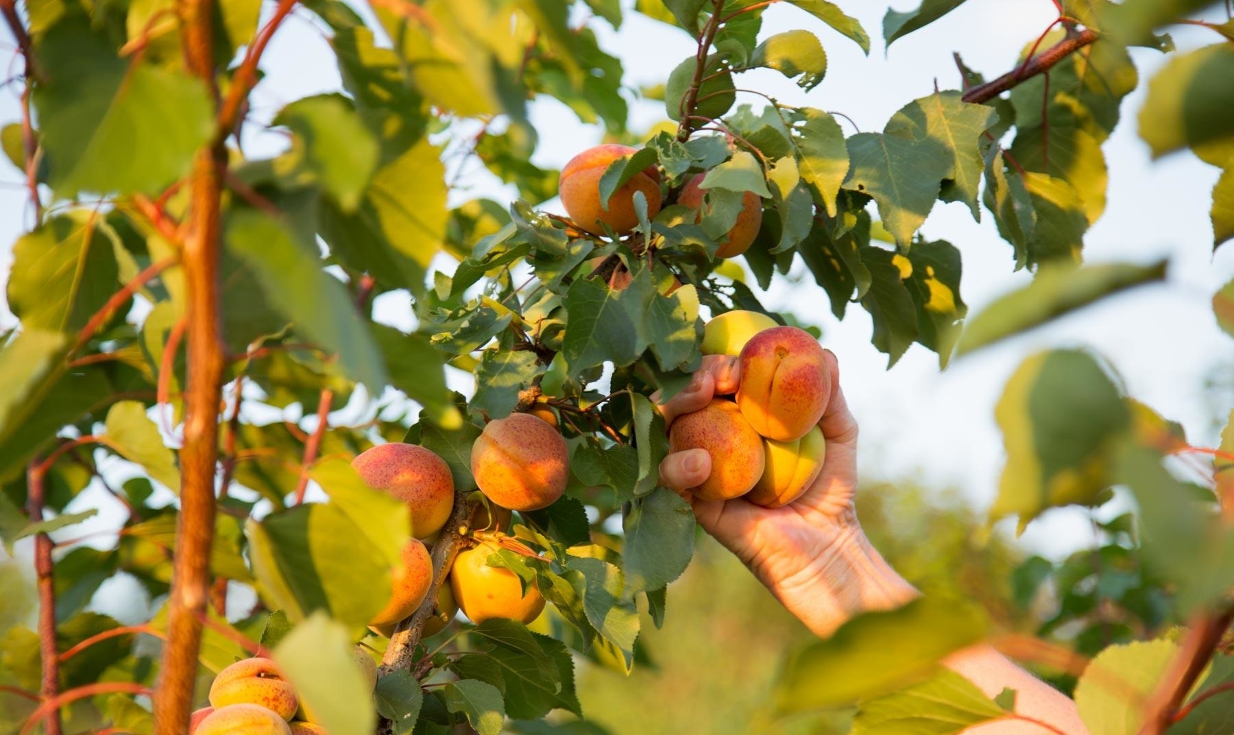 A ÎNCEPUT RECOLTAREA CAISELOR. Fermier: „Cumpărătorii vor calitate ...