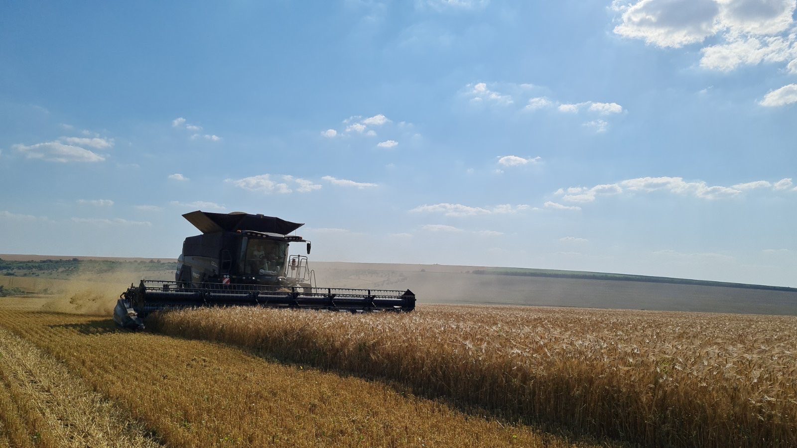 RECOLTAREA GRÂULUI, PE ULTIMA SUTĂ DE METRI. Ce rezultate au obținut ...