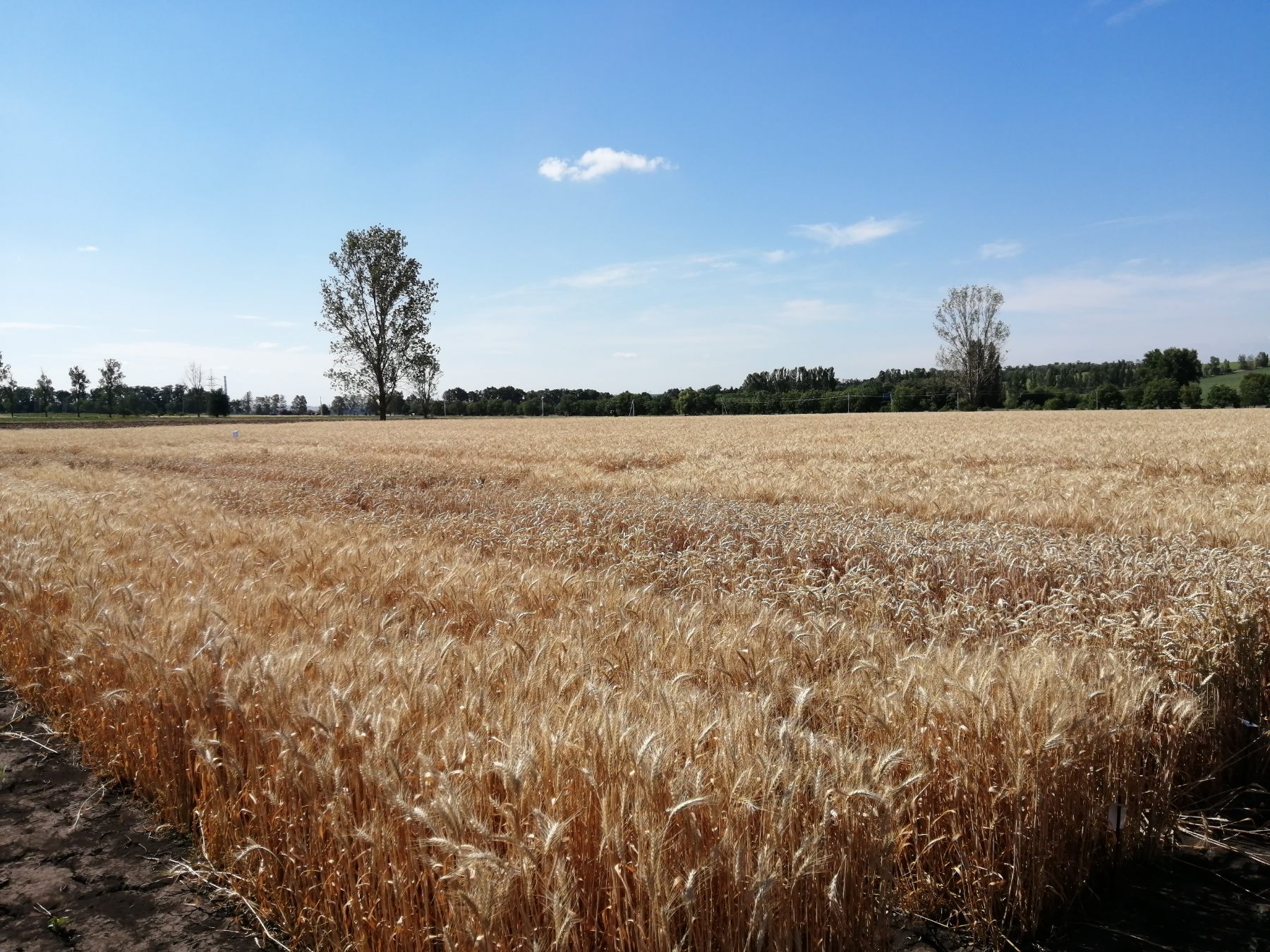 RECOLTĂ-RECORD DE GRÂU, ÎN CONDIȚII DE SECETĂ. Care sunt soiurile cu ...