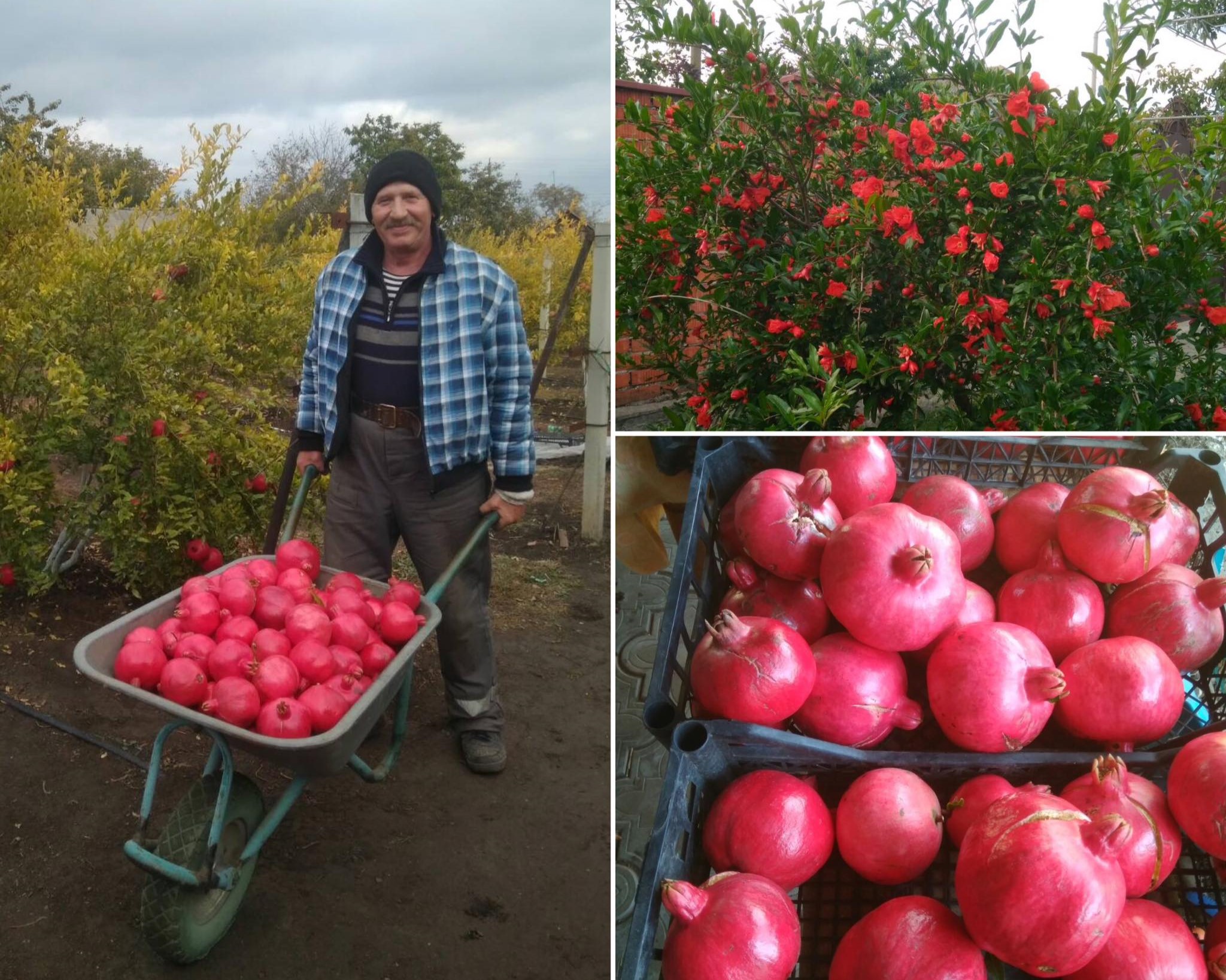 AU STRÂNS 0,5 TONE DE RODII DIN PROPRIA PLANTAȚIE DE LA SLOBOZIA. Cum ...