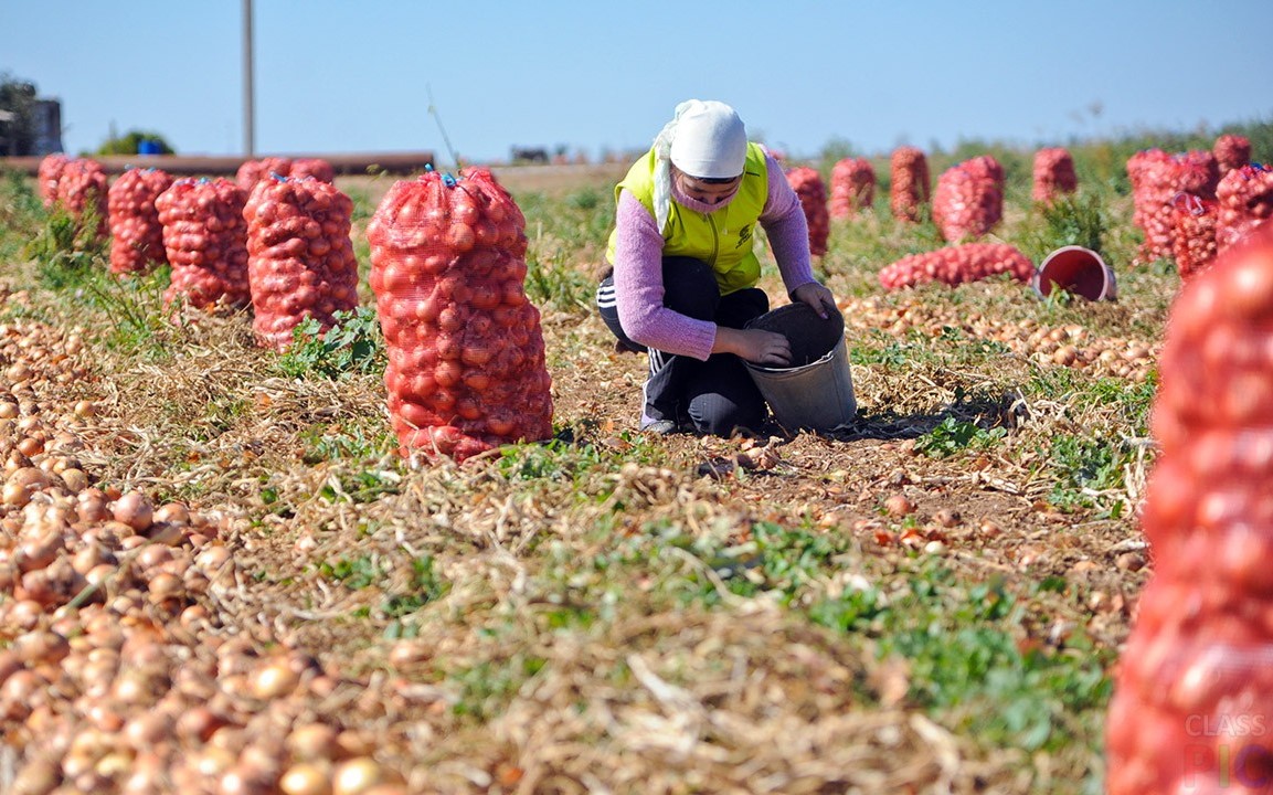 NOI PERSPECTIVE DE DEZVOLTARE PENTRU CULTIVATORII DE LEGUME