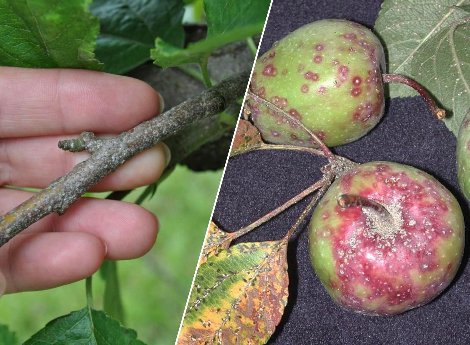PĂDUCHELE DIN SAN JOSE (Quadraspidiotus perniciosus). Răspândire ...