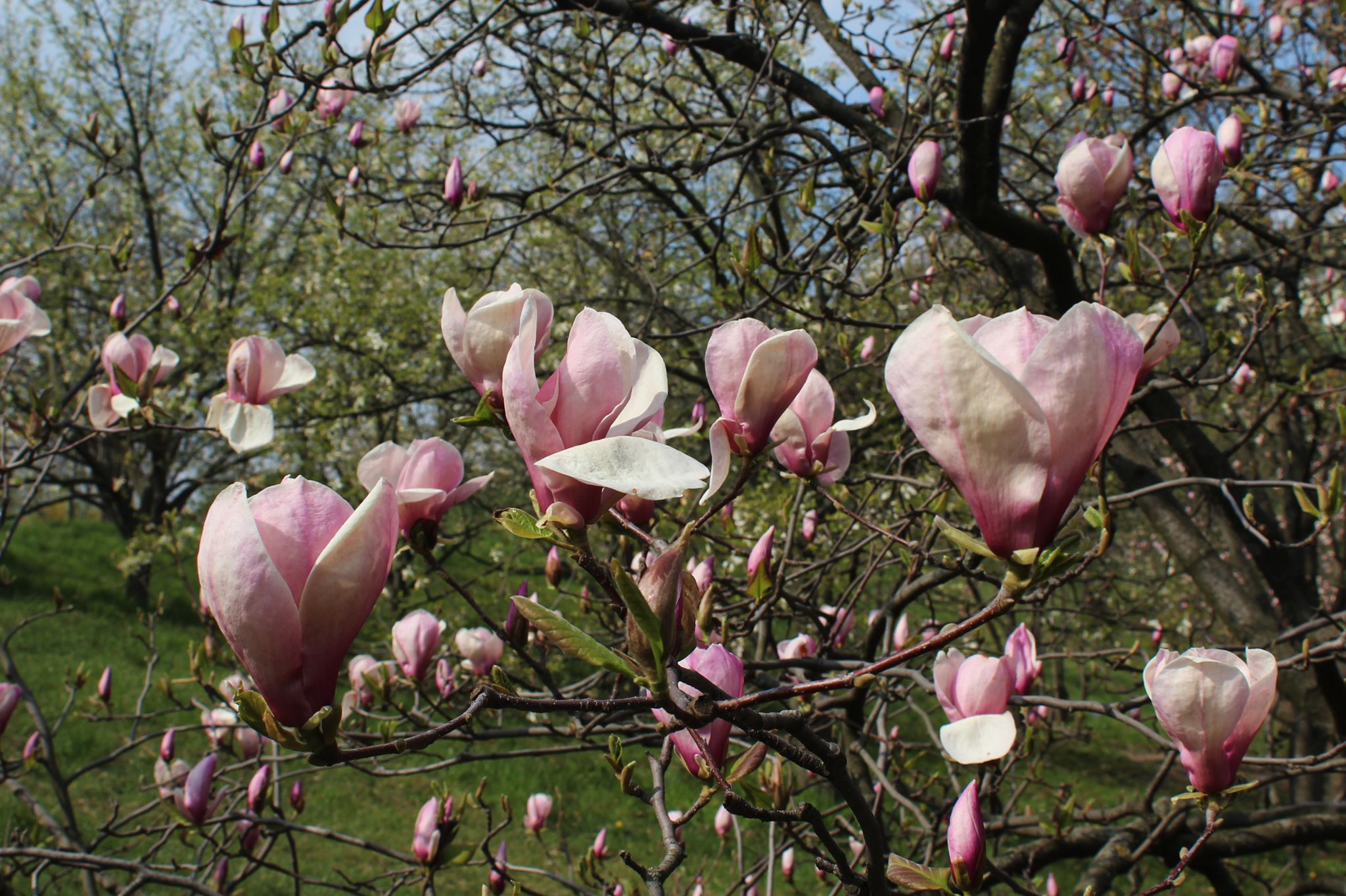 MAGNOLIA GALBENĂ, BORDO SAU ROZ BUCURĂ DEJA VIZITATORII GRĂDINII BOTANICE