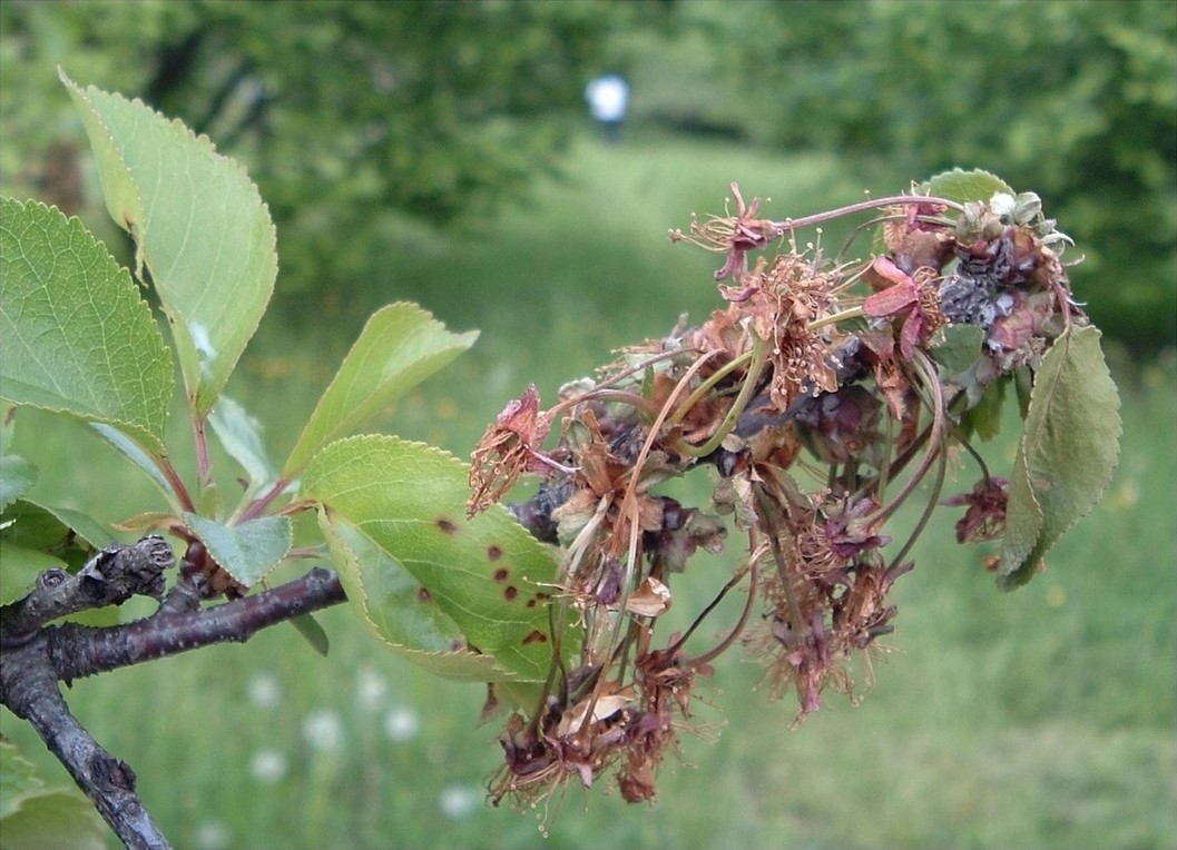 MONILIOZA LA SÂMBUROASE - Infecția florilor, lăstarilor și a fructelor
