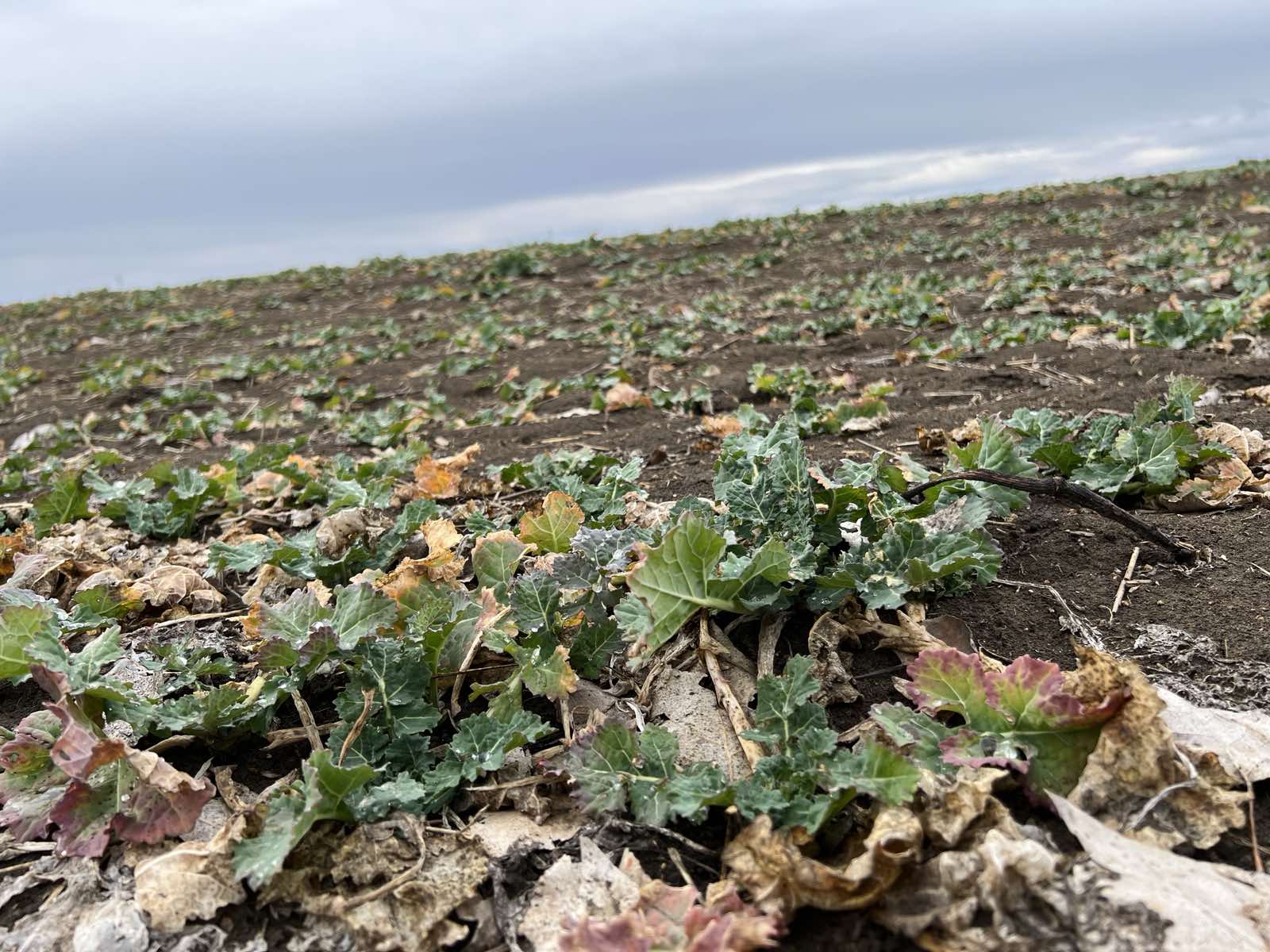 CARENȚE DE BOR LA RAPIȚĂ. Primele simptome, tratament