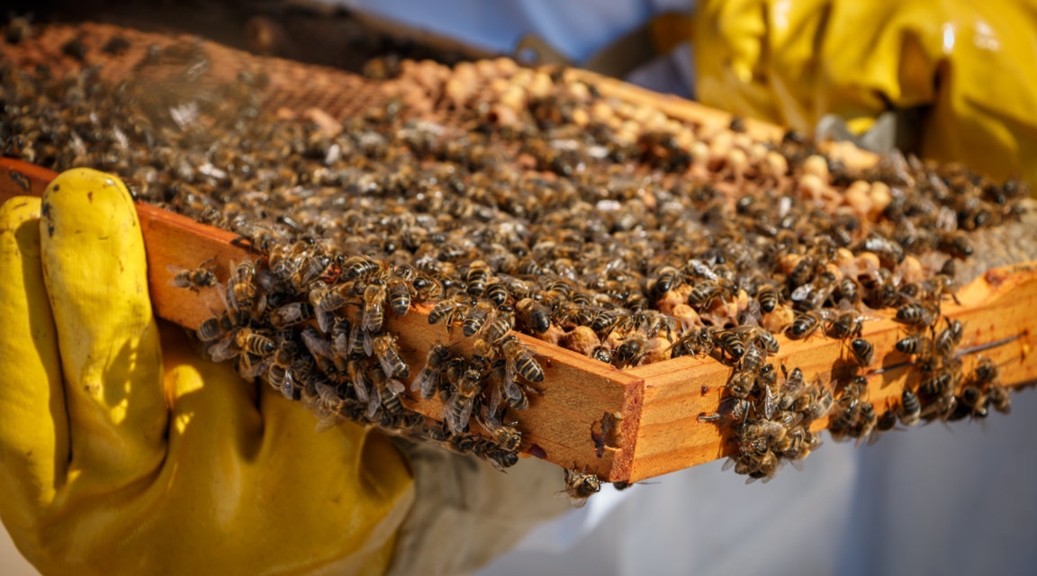 PRACTICI DE APICULTURĂ ECOLOGICĂ ȘI BIODINAMICĂ