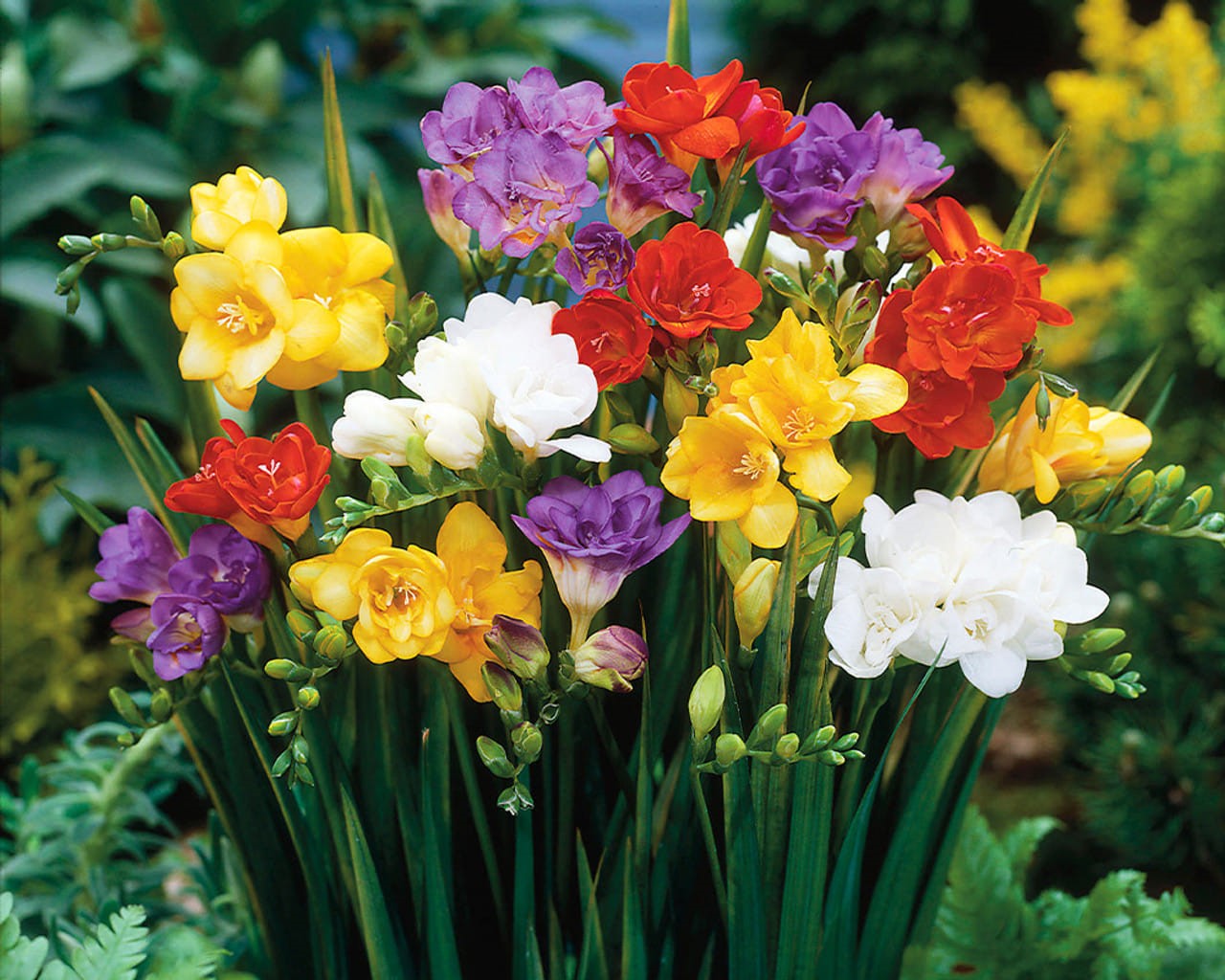 CUM CREȘTEM FREZII ÎN GRĂDINĂ? Plantare, îngrijire și înmulțire