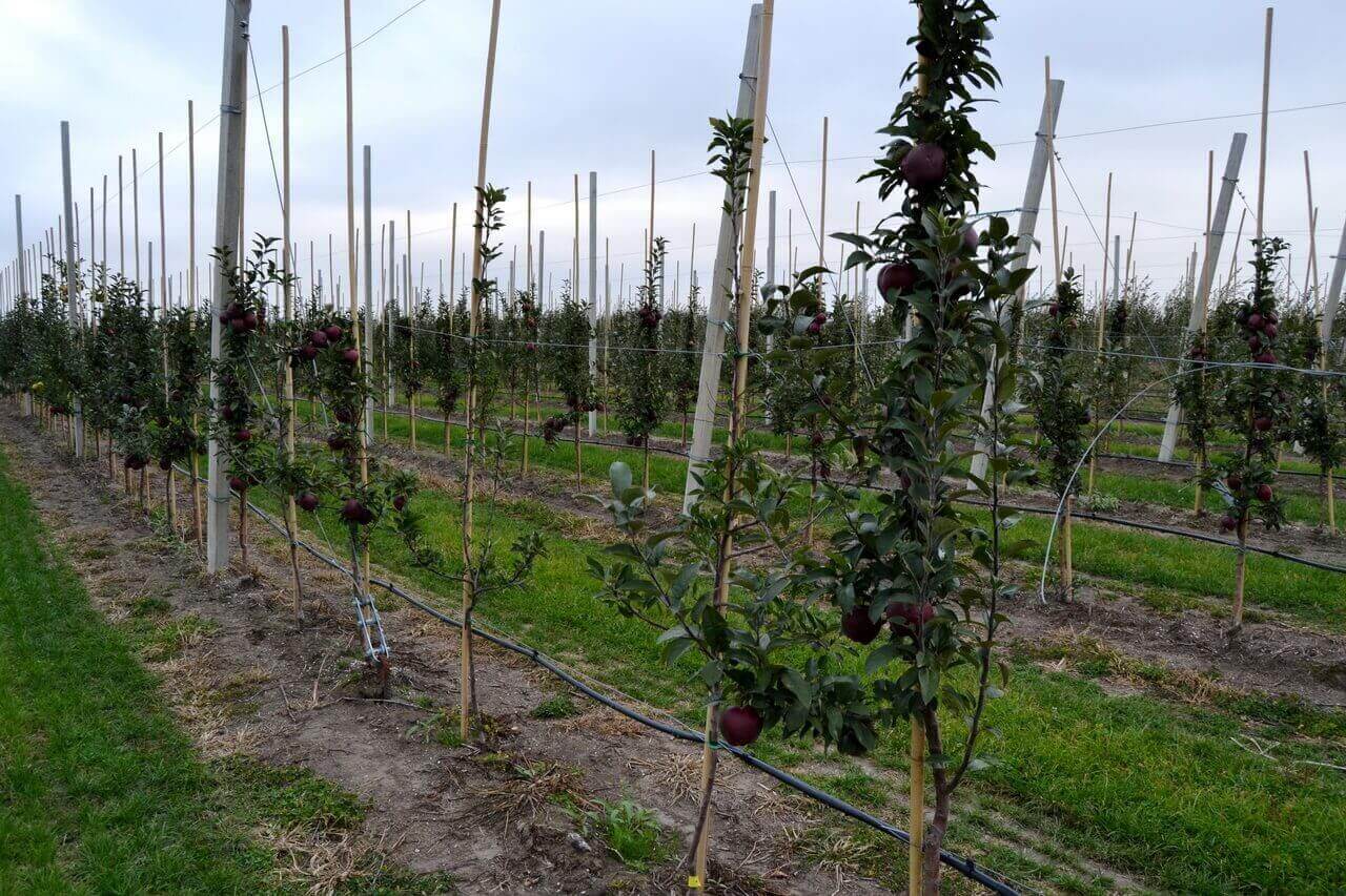 SCHEMA DE TRATAMENT LA MĂR, STROPIRI NECESARE PENTRU FIECARE FENOFAZĂ