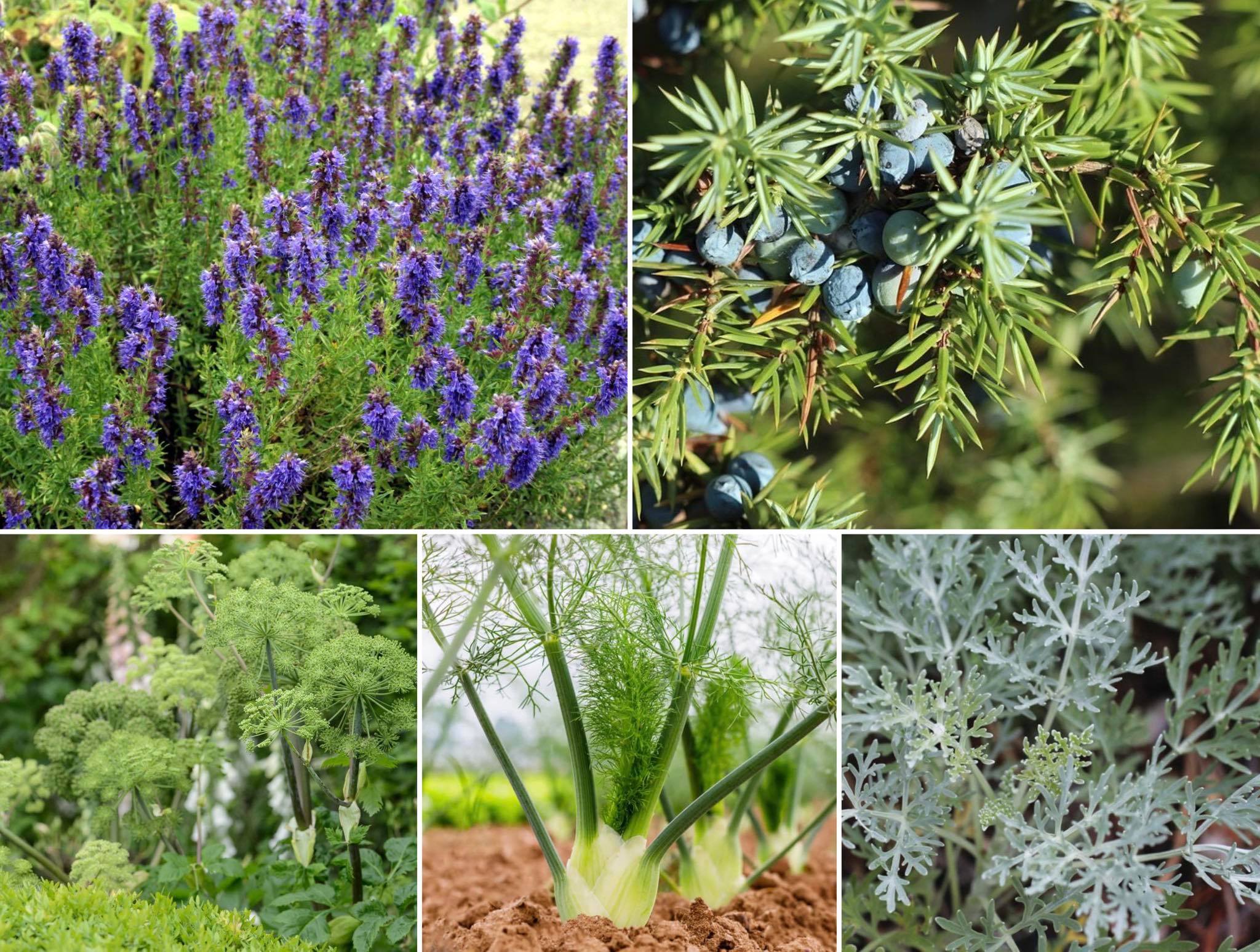 CUM SĂ CULTIVĂM PLANTE MEDICINALE ȘI AROMATICE ACASĂ