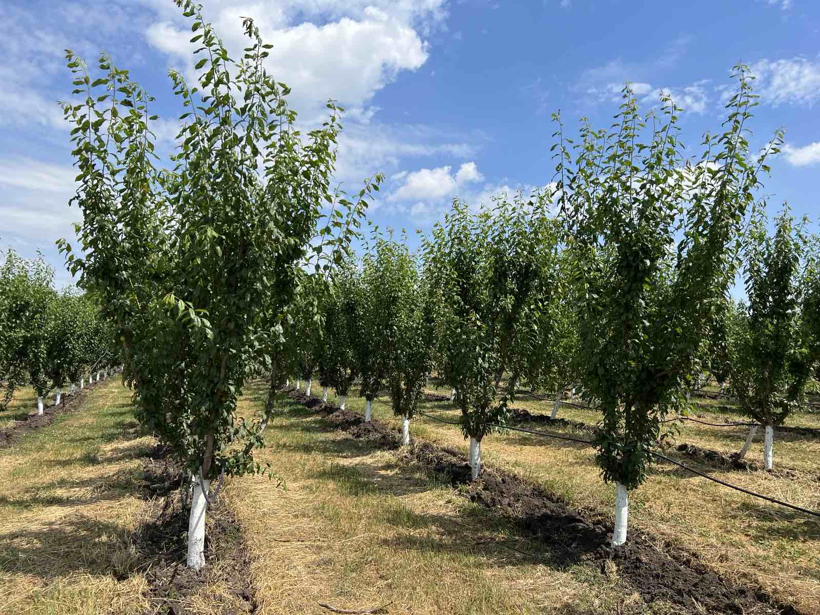 PRINCIPALELE BOLI LA PRUN. Măsuri de prevenire și combatere