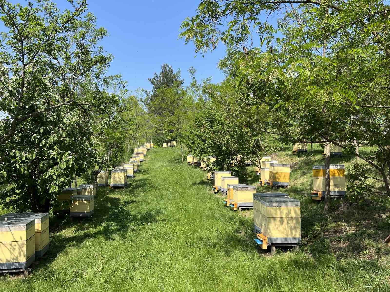 MOLDOVA SE ALINIAZĂ INIȚIATIVELOR INTERNAȚIONALE DE PROTEJARE A ALBINELOR