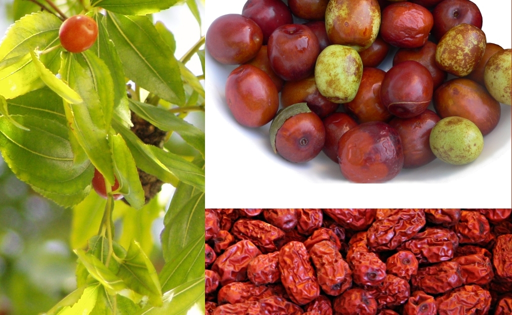 ZIZIFUS SAU CURMALUL CHINEZESC. Cum se cultivă, beneficii