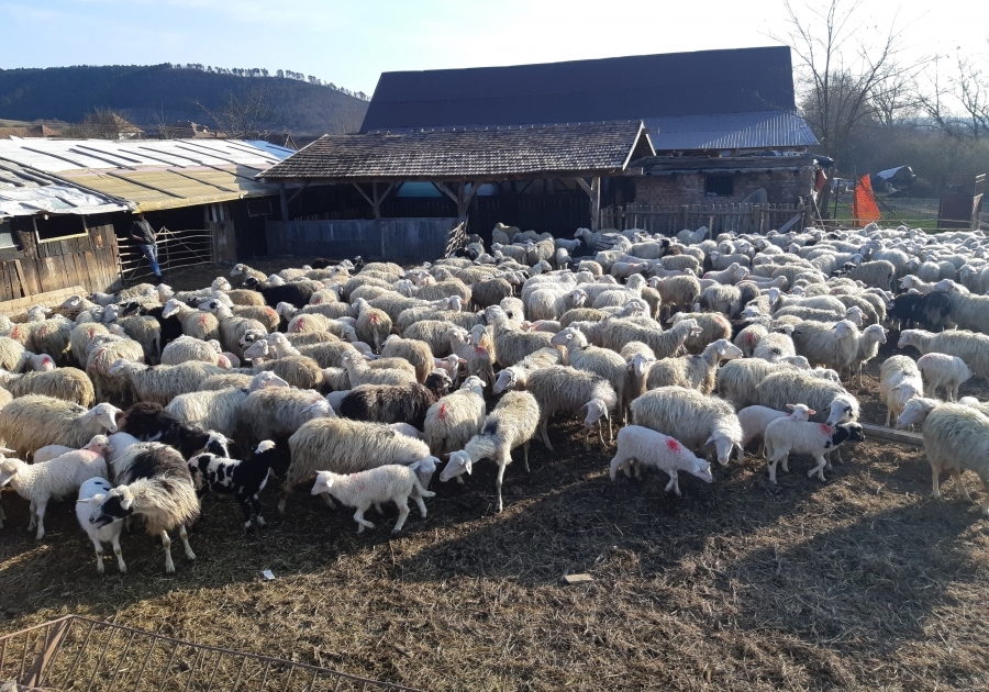 ALIMENTAȚIA ȘI TRATAMENTE LA OVINE ÎN PERIOADA DE STABULAȚIE