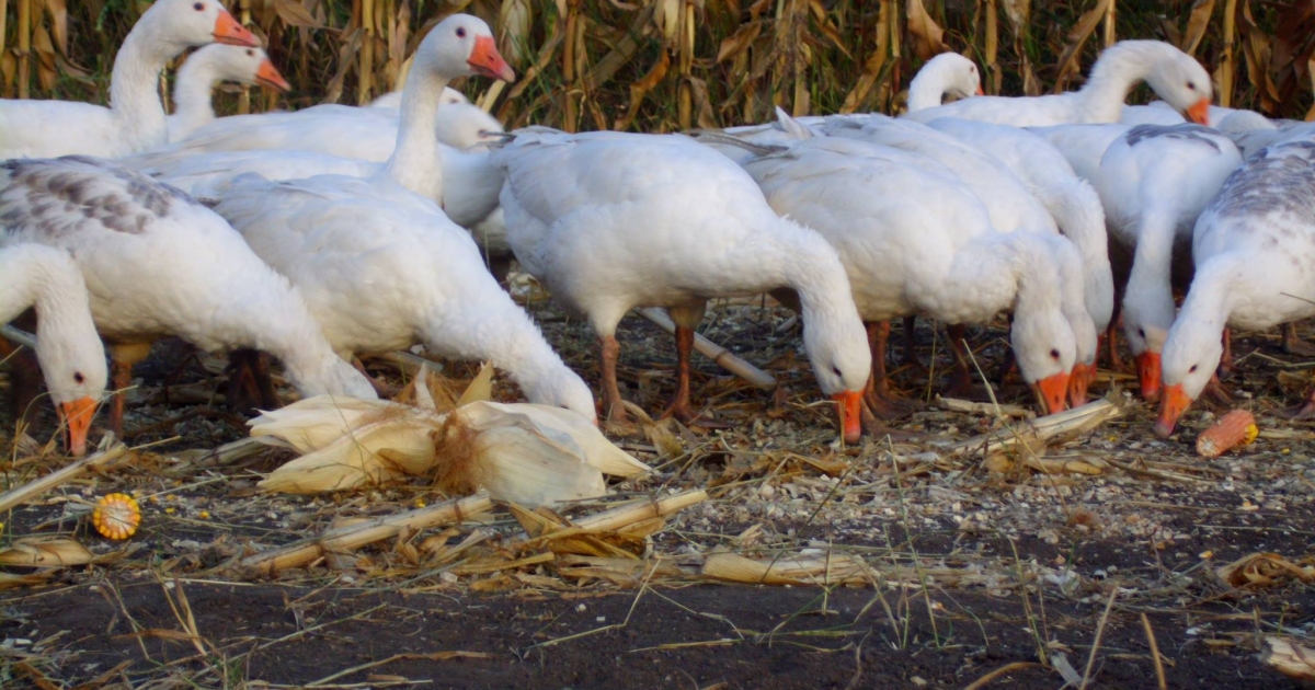 RASE DE GÂȘTE GRELE DE CARNE. Sfaturi pentru creștere