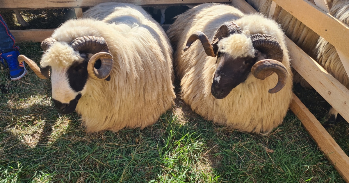 RASA DE OI ȚURCANE BREAZA: Productivitate mare de lapte, rezistență sporită