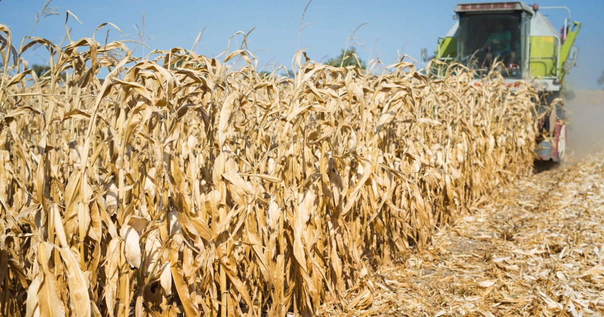 MONOCULTURA LA CULTURA DE PORUMB: Consecințe, riscuri