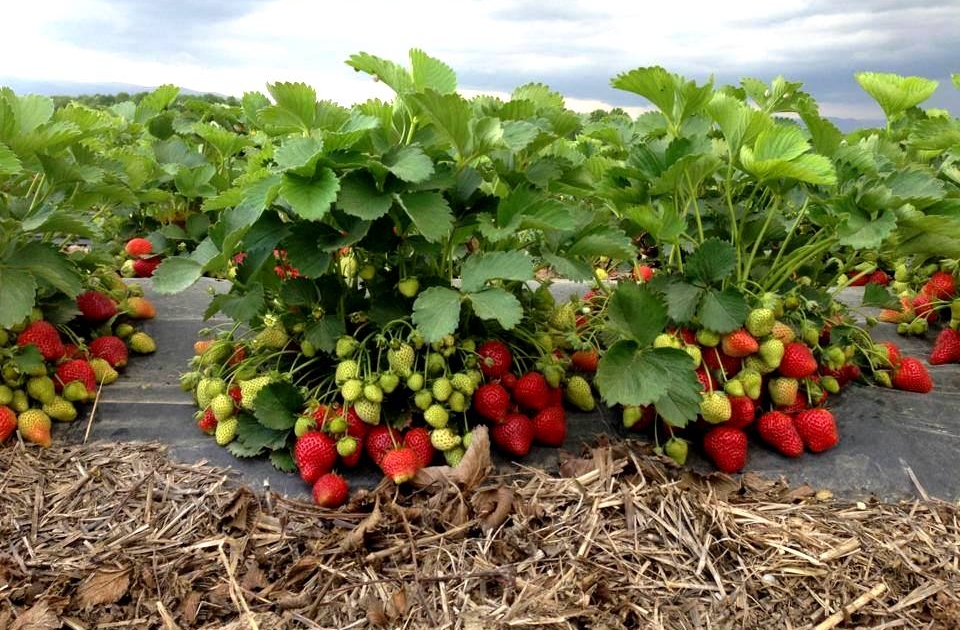 SOIUL DE CĂPȘUN ELSANTA: Preferatul marketurilor în Europa