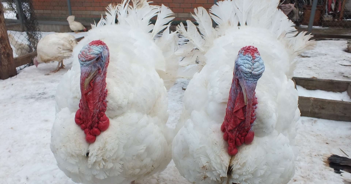 RASE PRODUCTIVE DE CURCANI: Particularități