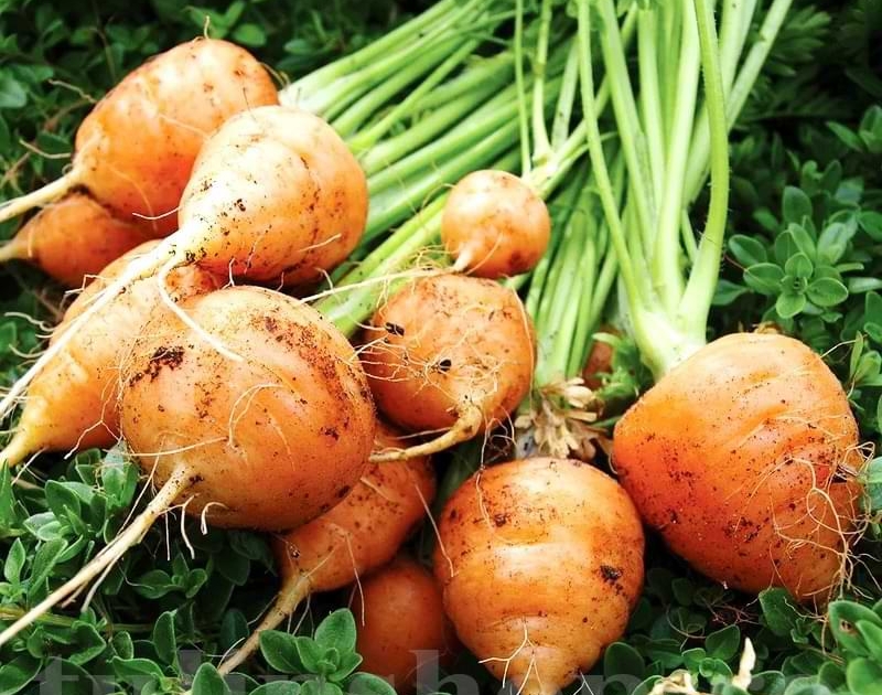 MORCOVUL ROTUND EXTRATIMPURIU „MERCADO DE PARIS”: Cultivare