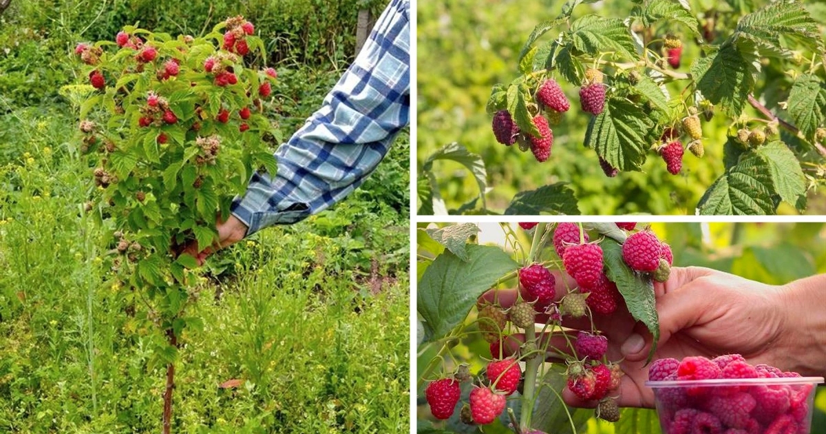 ZMEURA COPAC TARUSA: Caracteristici, plantare