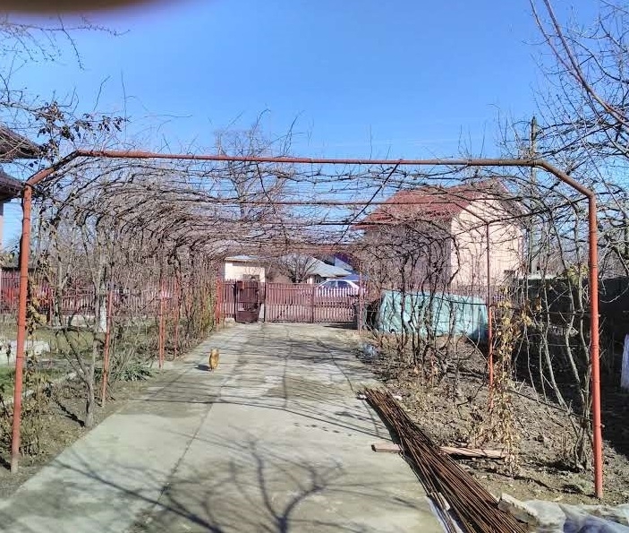 VIȚA-DE-VIE PENTRU BOLTĂ: Tăierea de formare Speronat pe Boltă