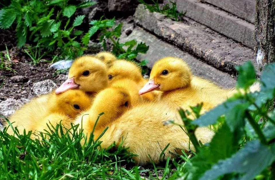 CUM HRĂNIM BOBOCII DE RAȚĂ: Recomandări