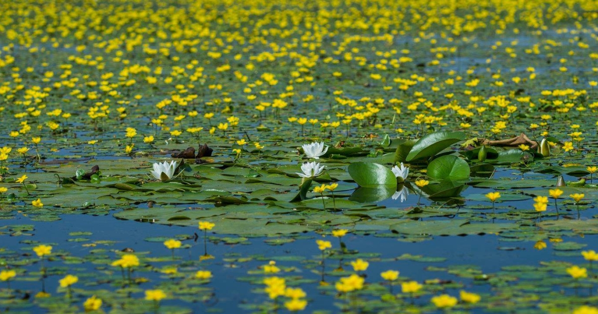 NUFERII PLUTIND PE LACURI… Care sunt cele trei rezervații din Moldova ...
