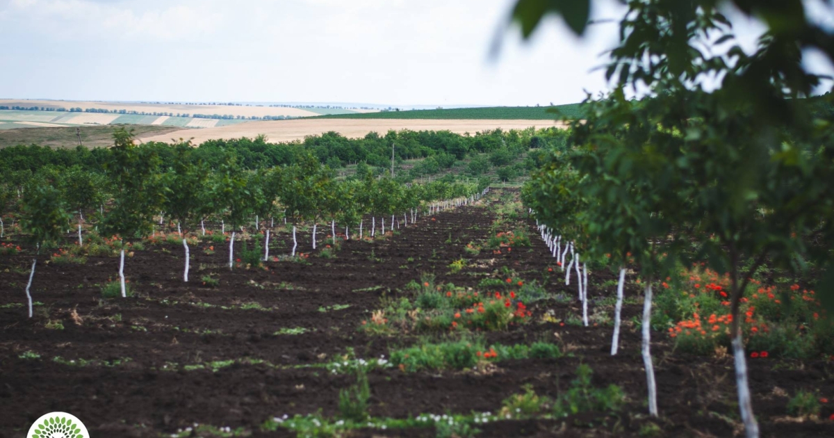 SFATURI DIN LIVADA DE NUCI. Vă sunt oferite de companiile care ...