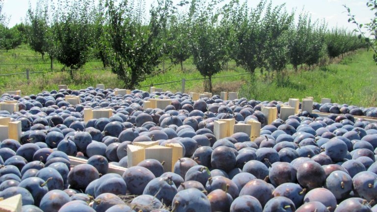 LUCRĂRILE DE TOAMNĂ ÎN LIVADA DE PRUN. Cum pregătim pomii pentru iarnă