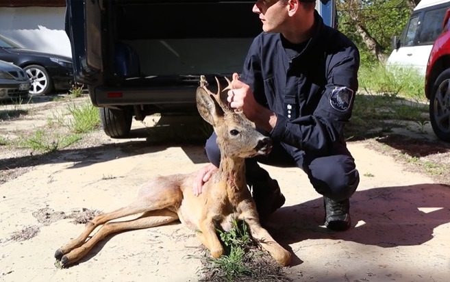 UN PUI DE CERB A VENIT DUPĂ AJUTOR LA POLIȚIA DE FRONTIERĂ