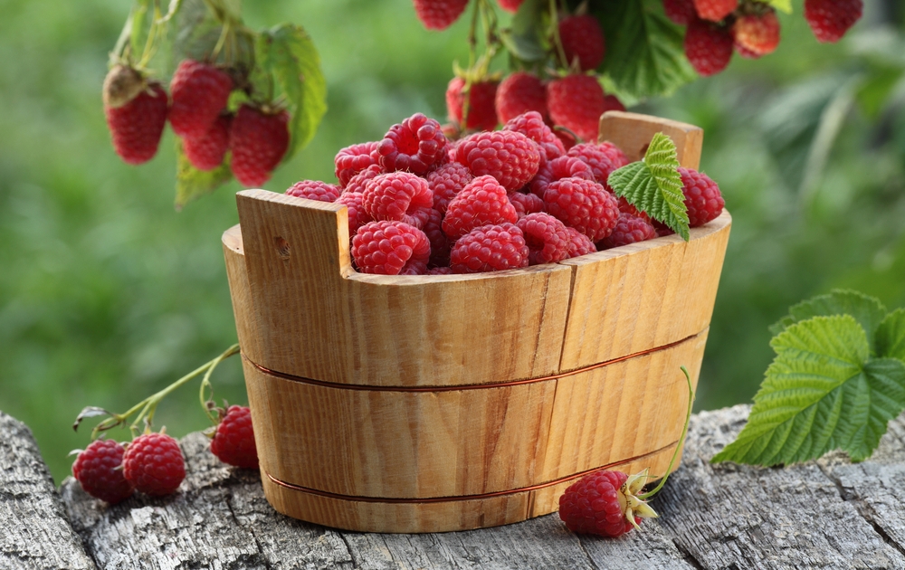 PREȚ PIPERAT PENTRU ZMEURA AUTOHTONĂ. Află care este motivul acestor ...