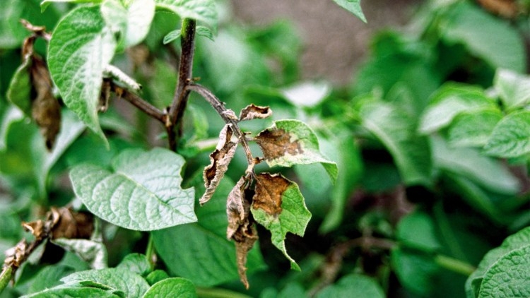 MANA ȘI PĂTAREA BRUNĂ A FRUNZELOR (ALTERNARIOZA) LA CARTOF. Simptome ...