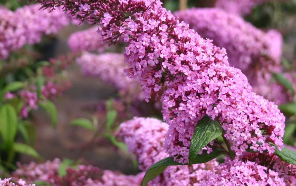 LILIACUL DE VARĂ (BUDDLEJA DAVIDII): Planta care atrage albinele în grădină