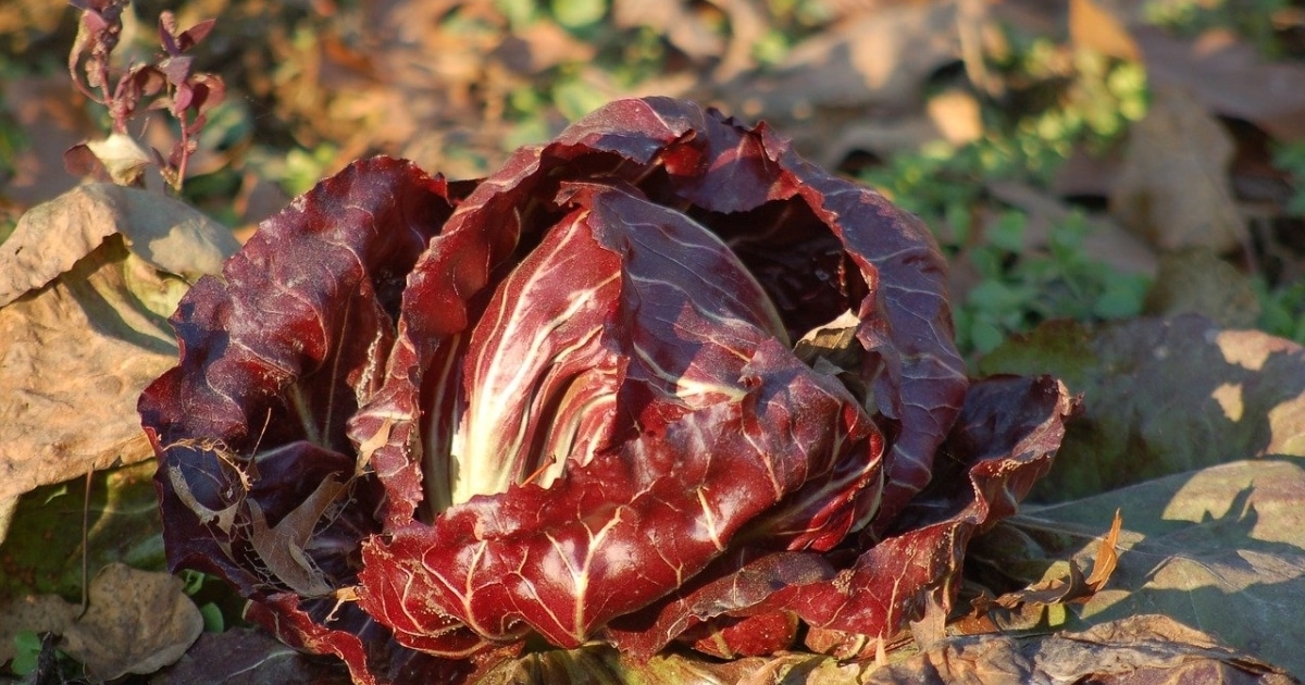 CICOAREA (CICHORIUM INTYBUS) SAU RADICCHIO: Cultivare în teren protejat