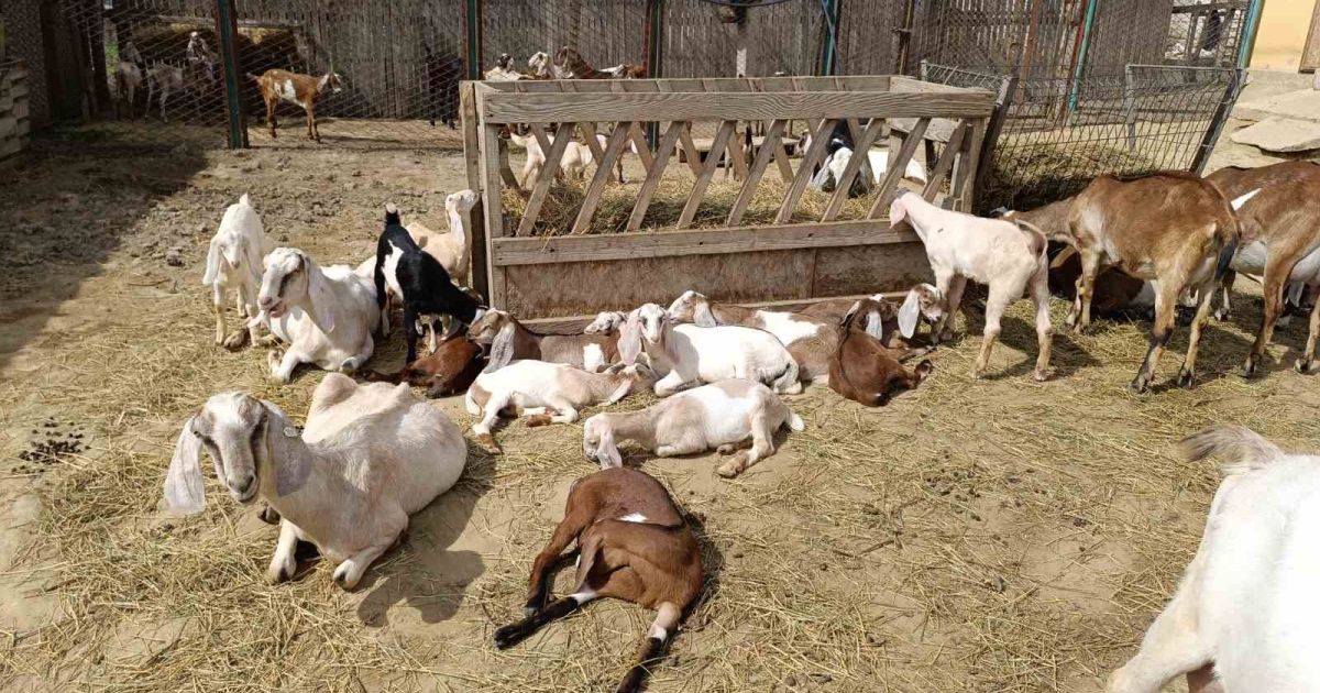 GRANTURI PENTRU CRESCĂTORII DE OVINE ȘI CAPRINE. Vedeți AICI detalii