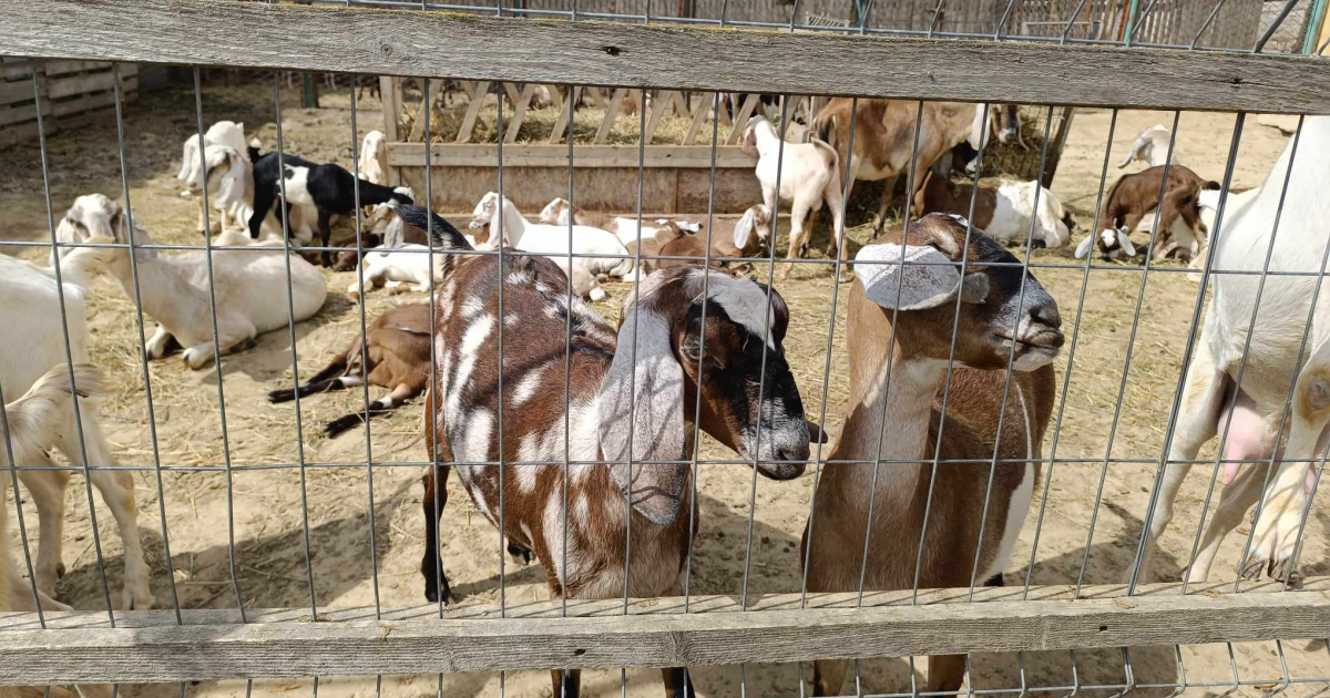 CUM HRĂNIM CAPRELE ÎN PERIOADA LACTAȚIEI