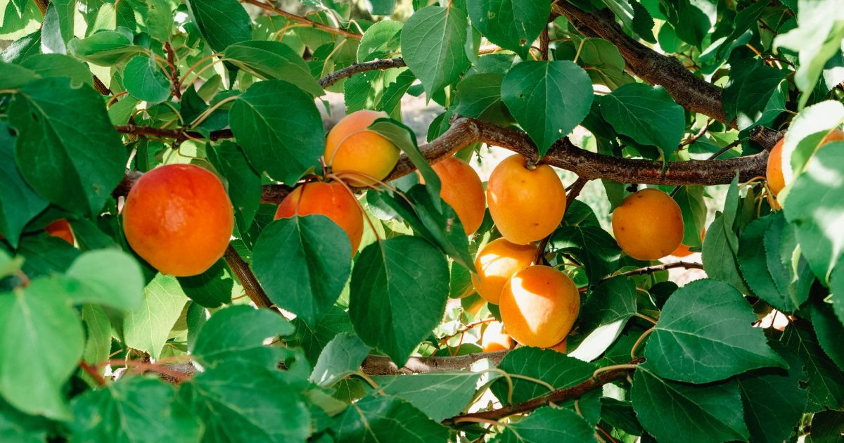 RĂSUCIREA ŞI ÎNGĂLBENIREA FRUNZELOR DE CAIS: Simptome, prevenire