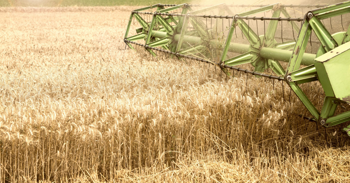 CAMPANIA DE RECOLTARE E ÎN TOI. Care este roada de grâu în acest an?