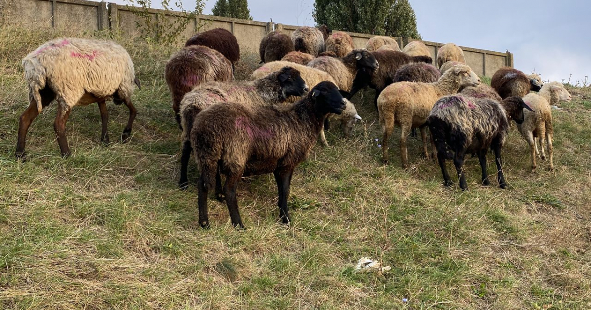 O ALTĂ BOALĂ „AMENINȚĂ” OVINELE ȘI CAPRINELE DIN EUROPA