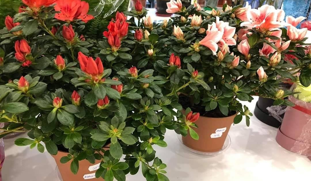 AZALEEA SAU RHODODENDRONUL DE GHIVECI: Îngrijire, sfaturi utile