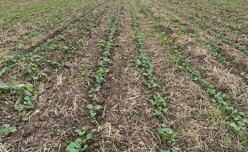 FORMA DE AZOT RECOMANDATĂ ÎN FUNCŢIE DE MOMENTUL FERTILIZĂRII RAPIȚEI