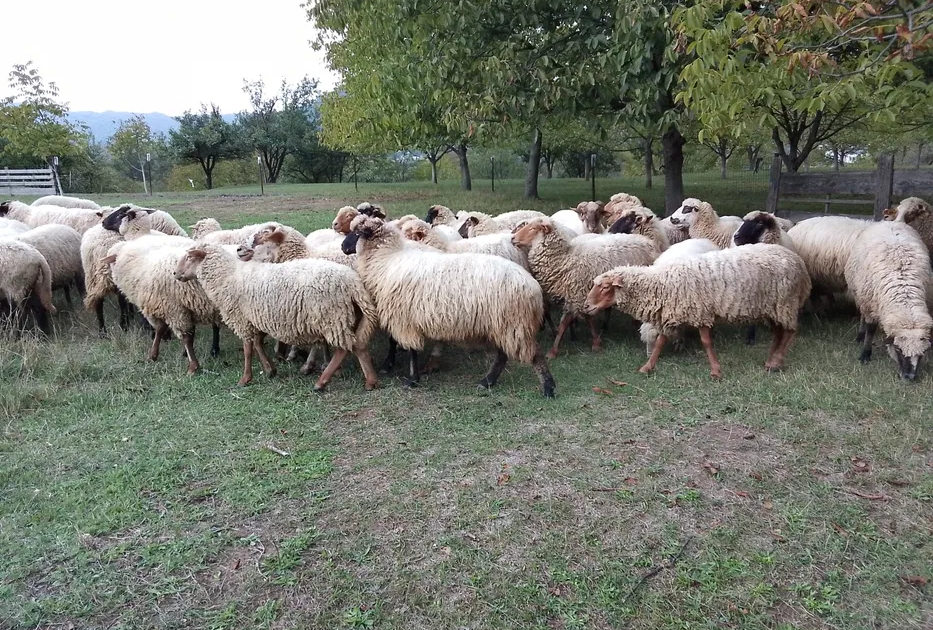 RASELE DE OVINE RECOMANDATE PENTRU ÎNCRUCIȘĂRI CU RASA ŢIGAIE