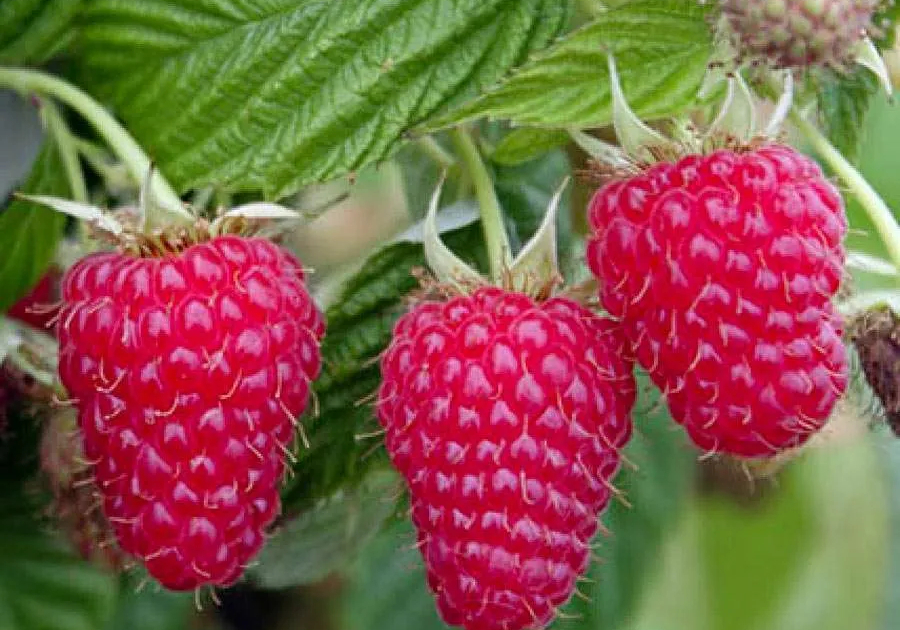 SOIUL DE ZMEUR REMONTANT MARAVILLA: Rezistent la transport și păstrare