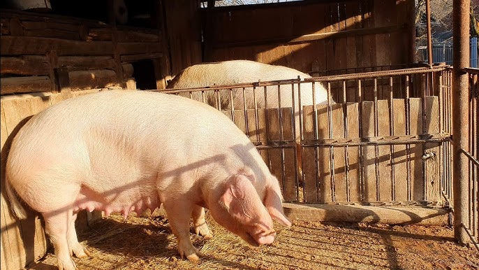 GESTAȚIA LA SCROAFE: Tot ce trebuie să știi pentru o fermă de succes