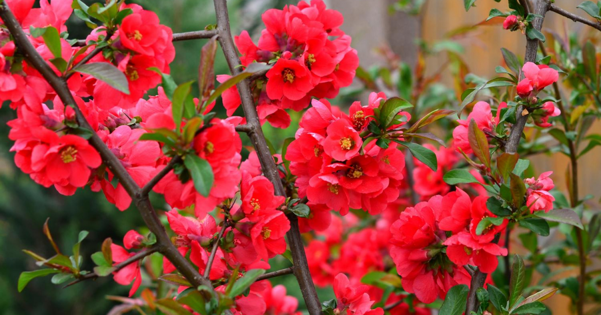 GUTUIUL JAPONEZ: Arbustul decorativ cu multiple beneficii