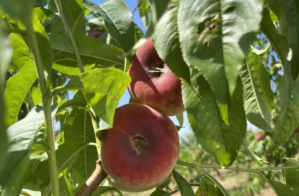 PIERSICUL PLAT – o investiție avantajoasă pentru țara noastră. Ce spun ...